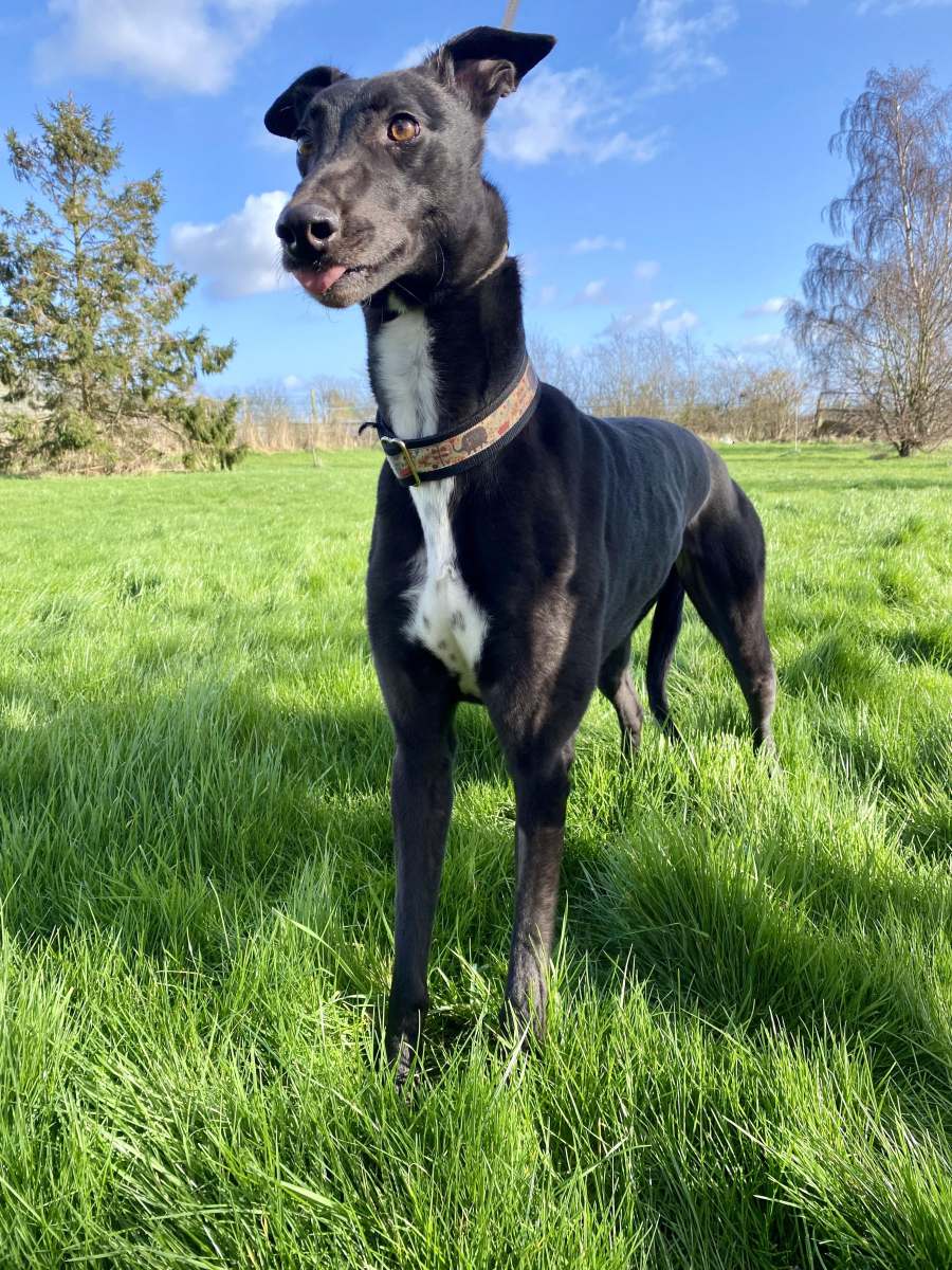 Boston | Greyhound rehoming services, Lincolnshire Greyhound Trust