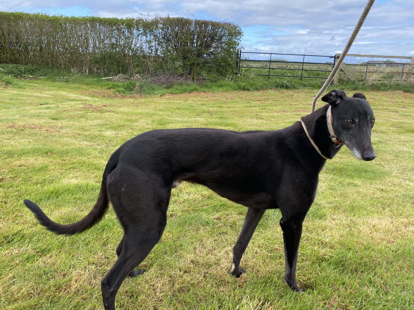Boston | Greyhound rehoming services, Lincolnshire Greyhound Trust